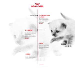 Your Kitten's Development - ROYAL CANIN®